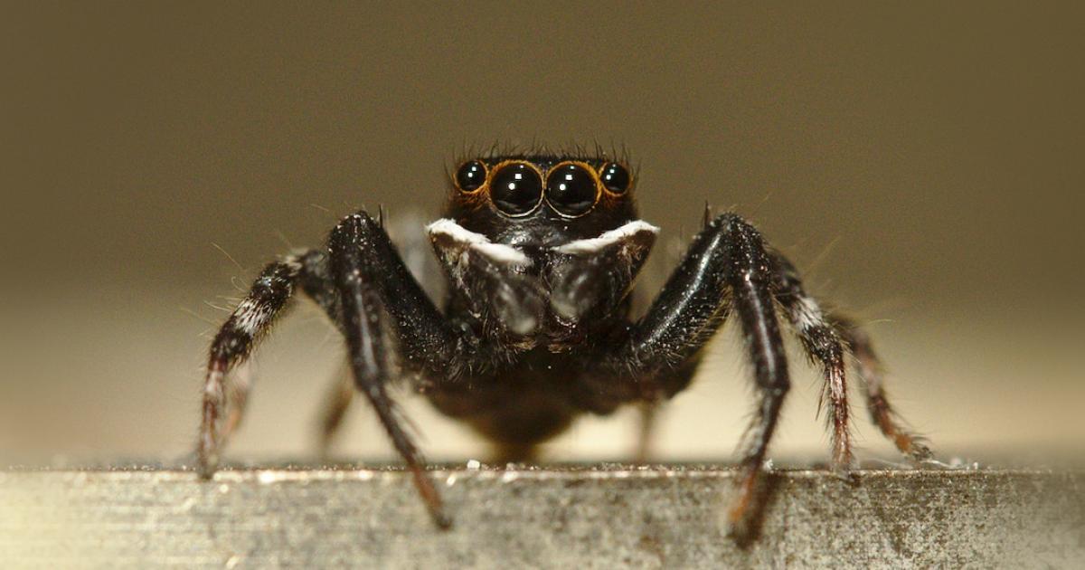 aranha-papa-mosca #184167 - Biofaces - Bring Nature Closer