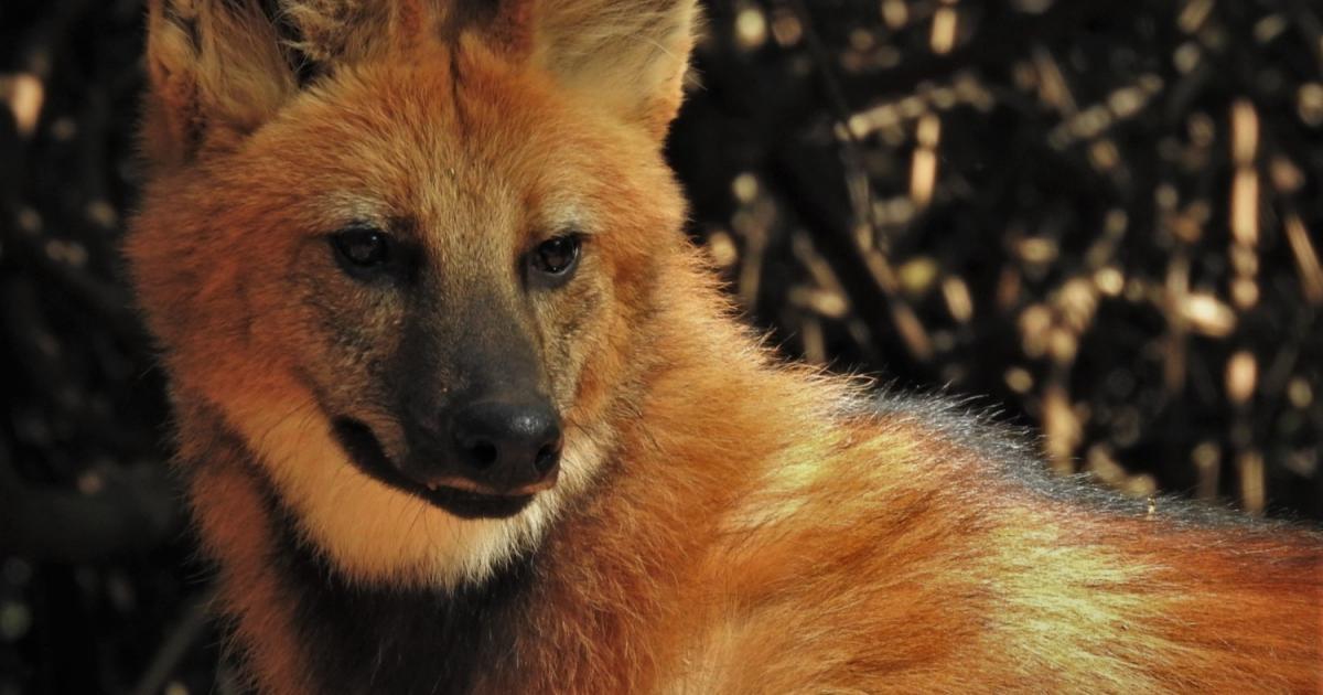 Lobo #184467 - Biofaces - Bring Nature Closer