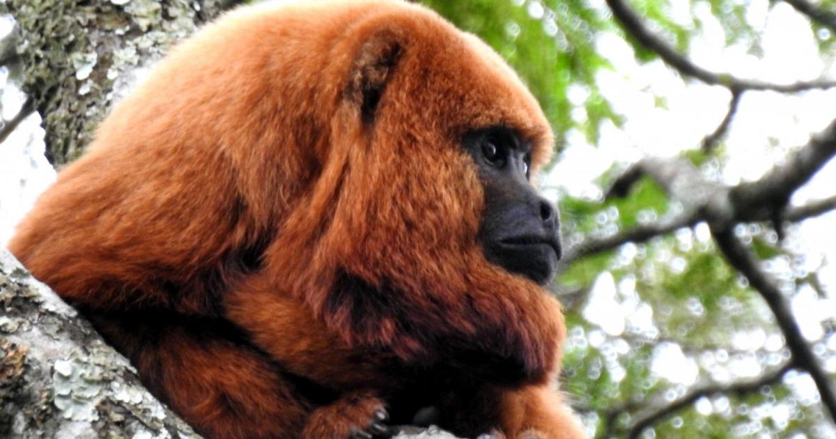 Bugio-Ruivo #185009 - Biofaces - Bring Nature Closer