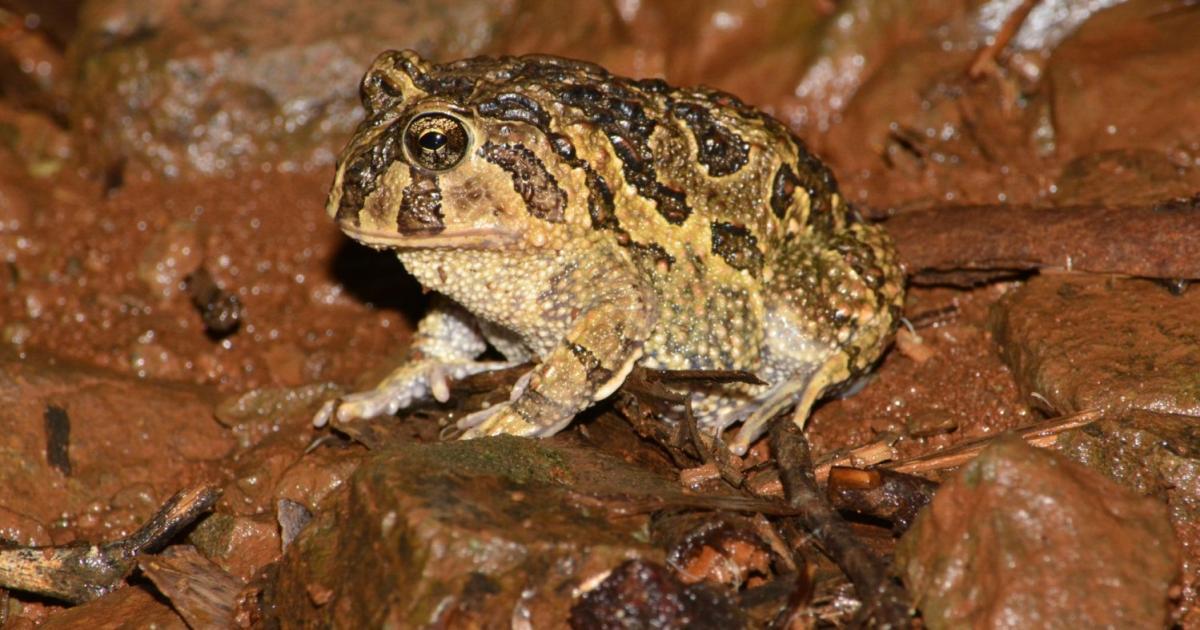 Sapo #185453 - Biofaces - Bring Nature Closer