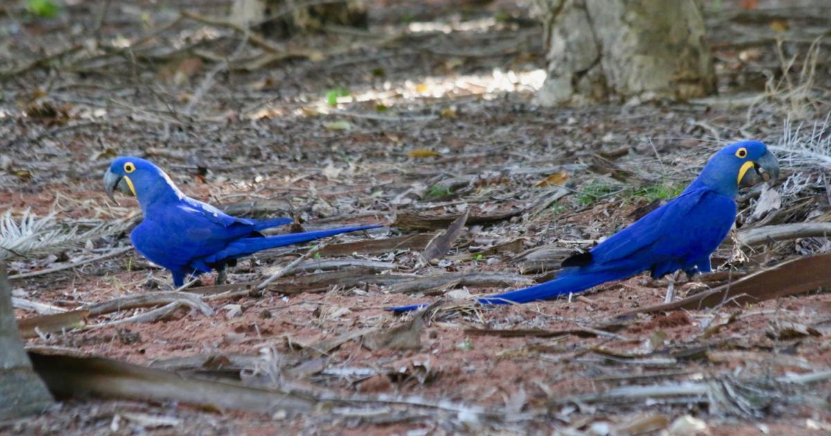 Arara-azul #185565 - Biofaces - Bring Nature Closer