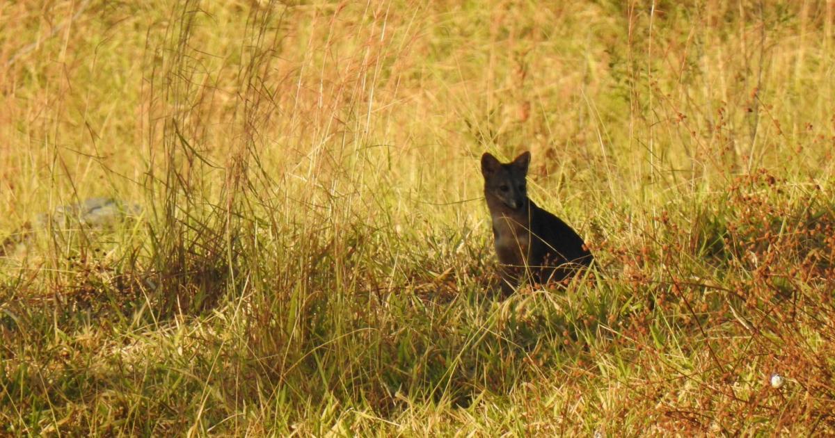 Cachorro-do-mato #185590 - Biofaces - Bring Nature Closer