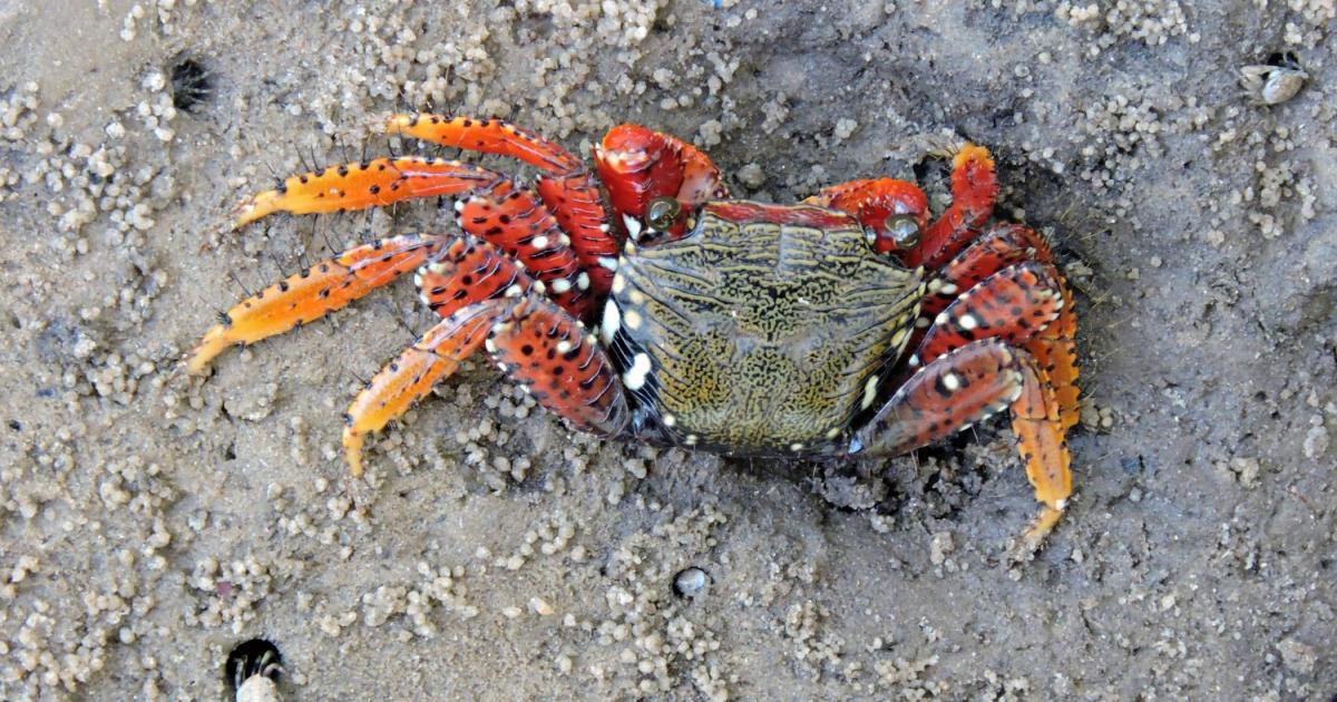 Aratu-vermelho #185620 - Biofaces - Bring Nature Closer