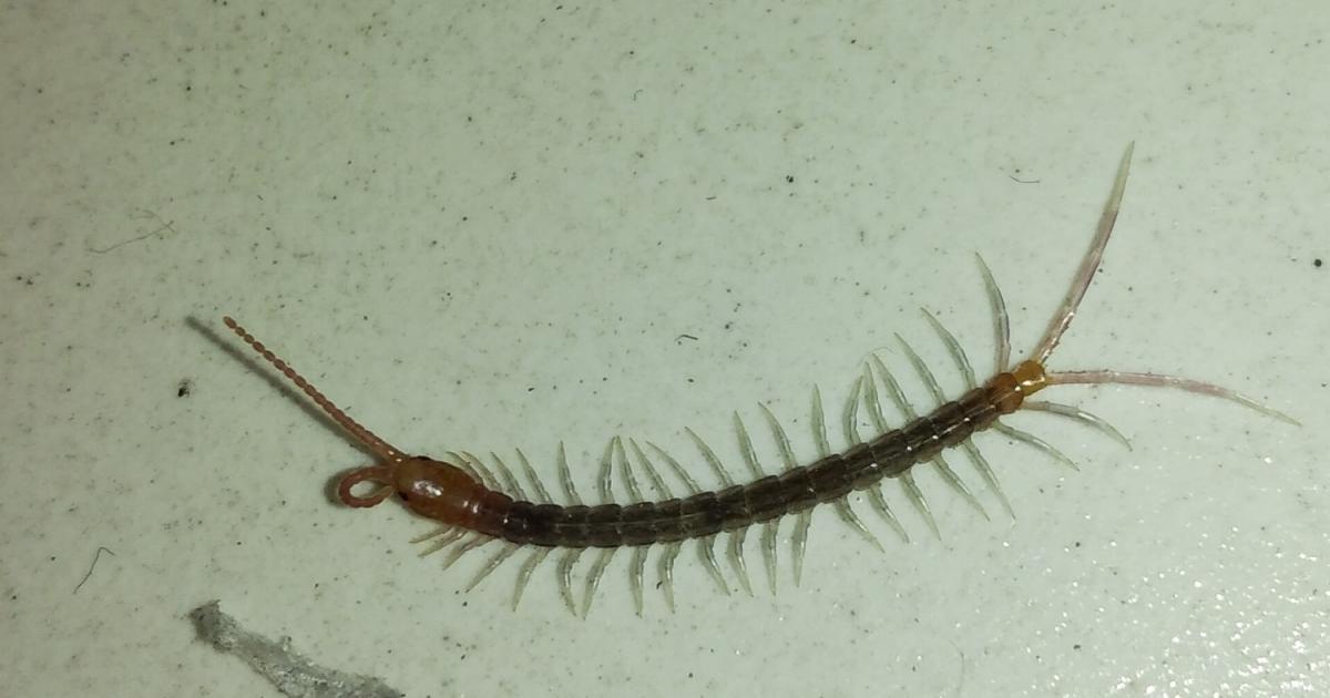 Lacraia #185684 - Biofaces - Bring Nature Closer