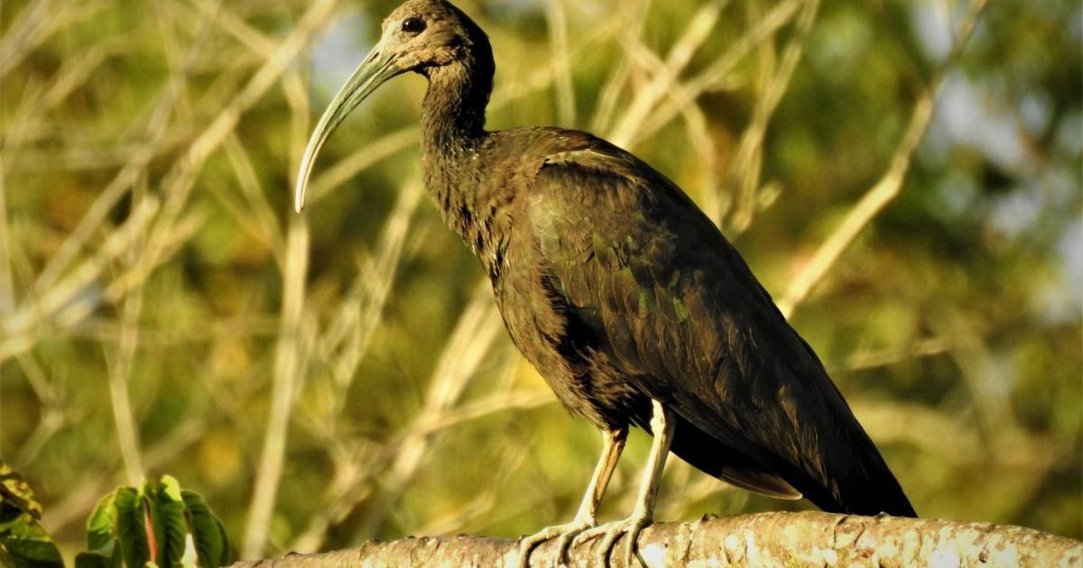 Coró-coró #185735 - Biofaces - Bring Nature Closer