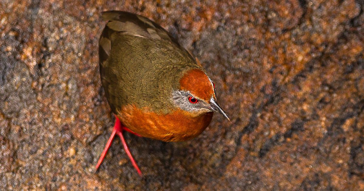 Laterallus #185742 - Biofaces - Bring Nature Closer