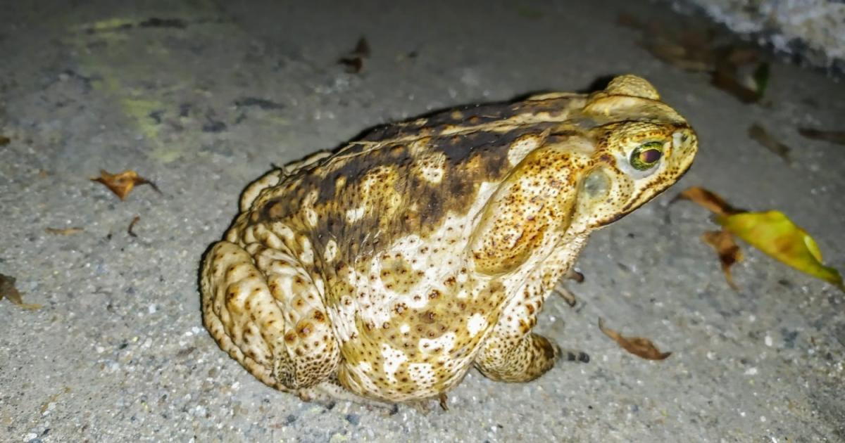 Sapo-cururu #186052 - Biofaces - Bring Nature Closer