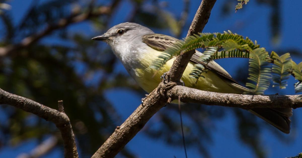 Suiriri #186223 - Biofaces - Bring Nature Closer