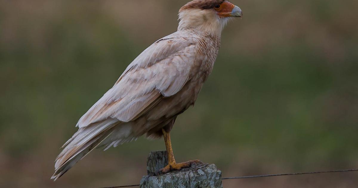 Carcará #186373 - Biofaces - Bring Nature Closer