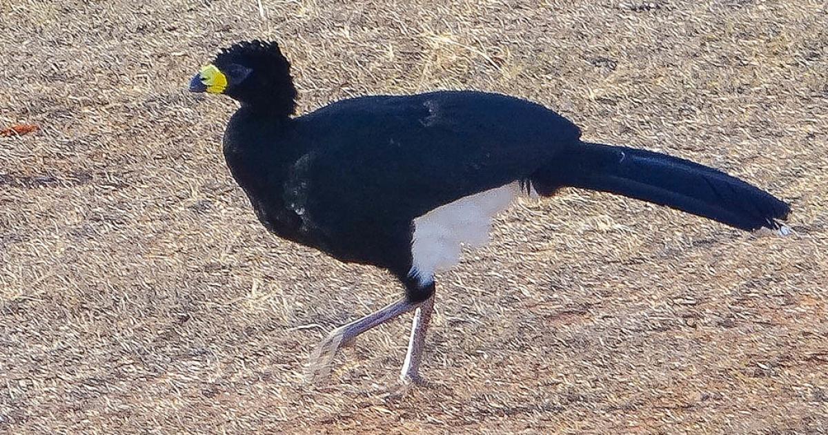 Mutum #186454 - Biofaces - Bring Nature Closer