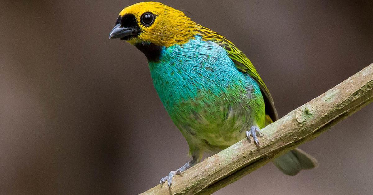 Saíra #186504 - Biofaces - Bring Nature Closer