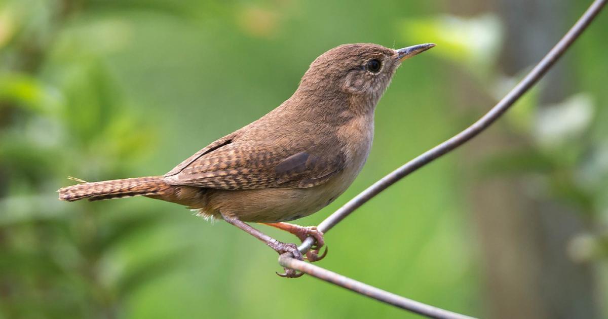 Corruíra #186602 - Biofaces - Bring Nature Closer