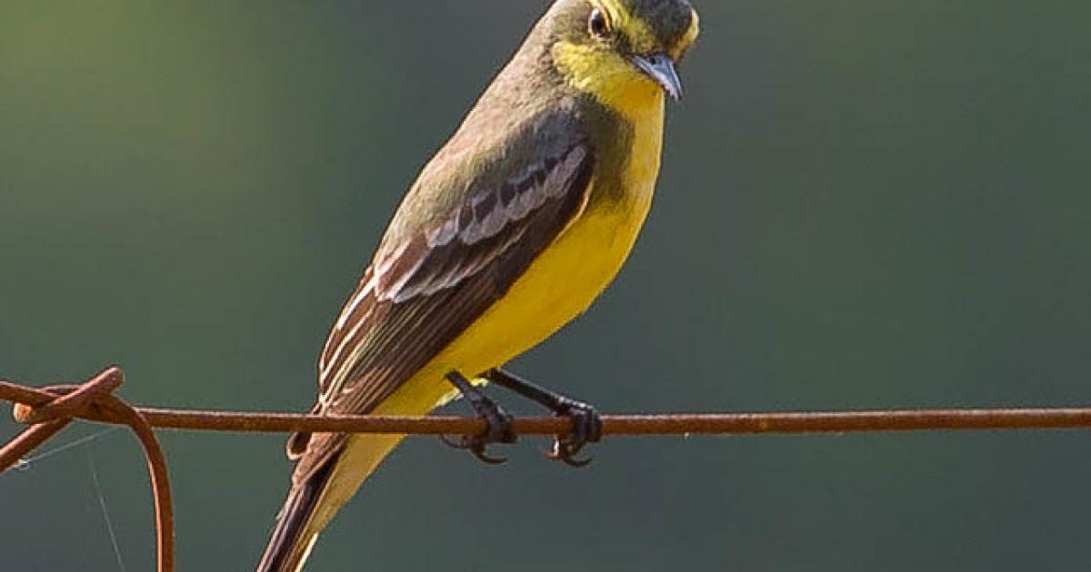 Suiriri #186725 - Biofaces - Bring Nature Closer