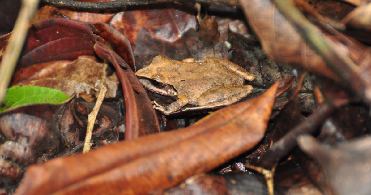 Pristimantis #187306 - Biofaces - Bring Nature Closer