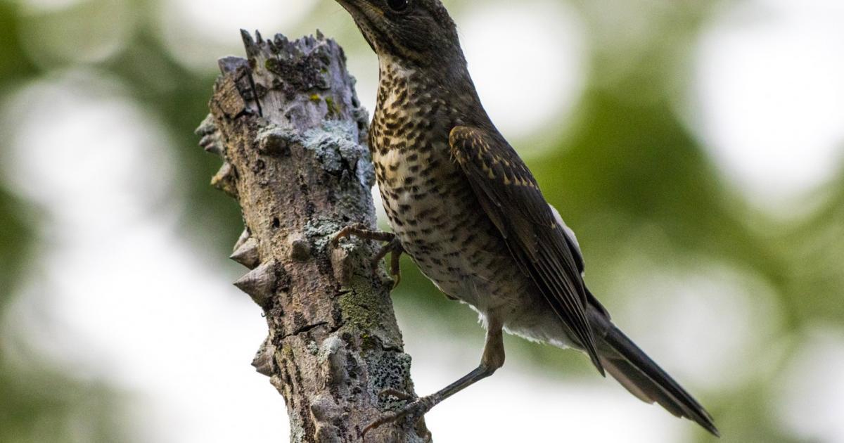 Sabiá-poca #187369 - Biofaces - Bring Nature Closer