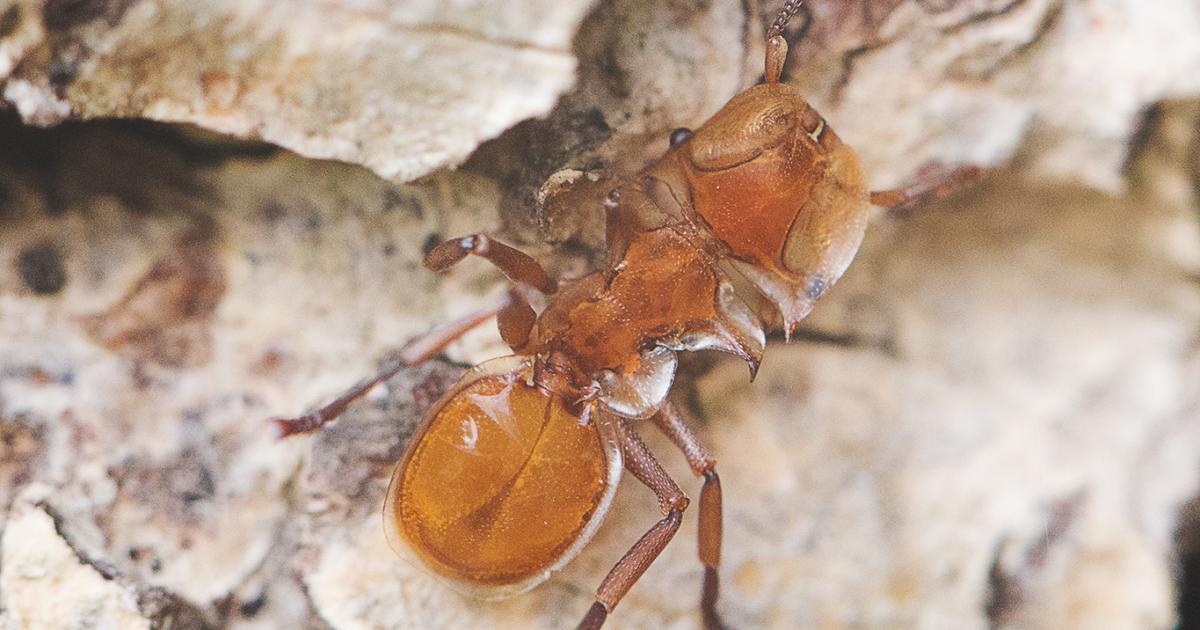 Formiga #187816 - Biofaces - Bring Nature Closer