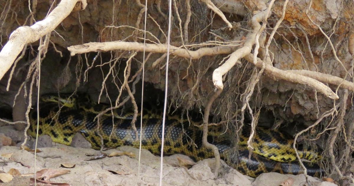 Sucuri #187904 - Biofaces - Bring Nature Closer