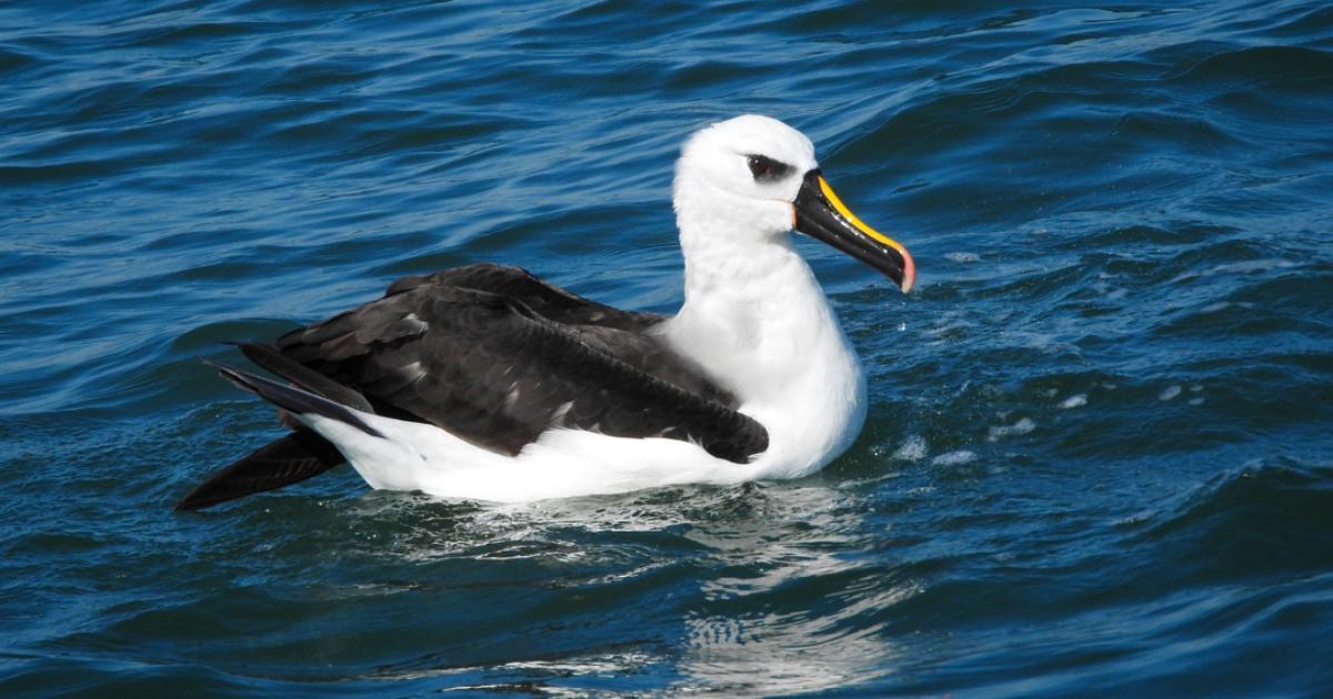 Albatroz #188027 - Biofaces - Bring Nature Closer