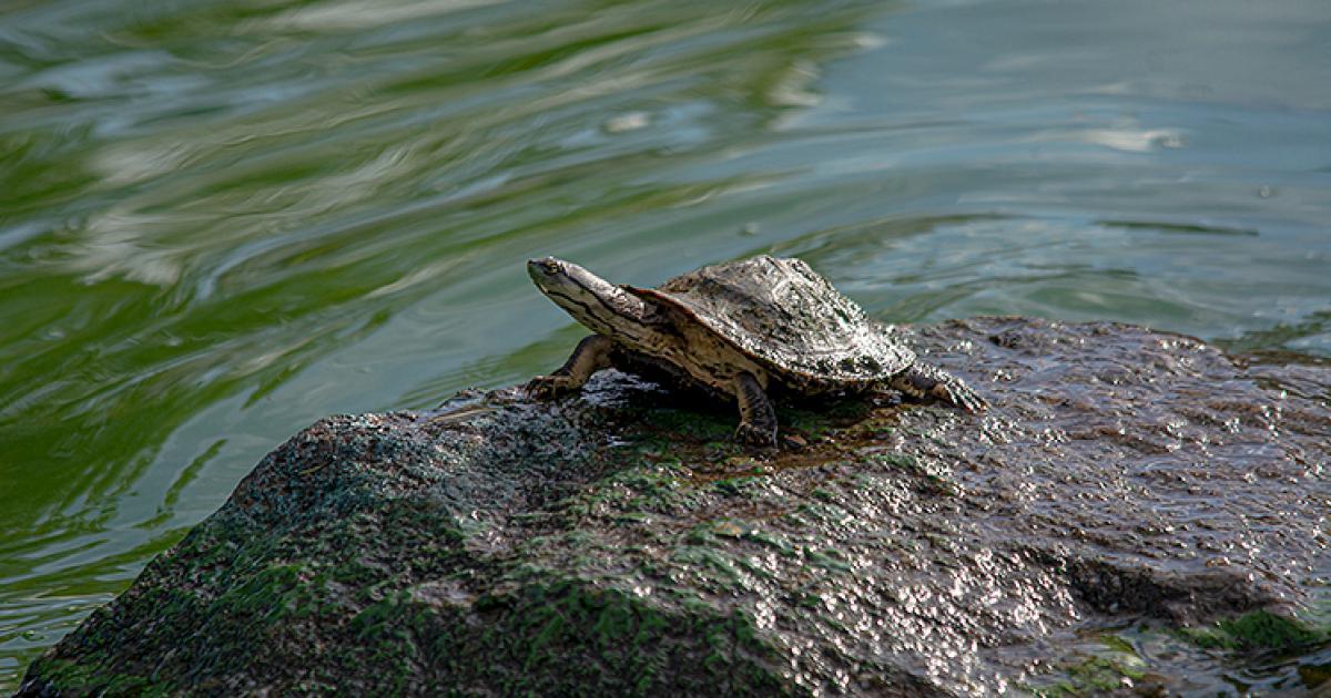 cágado #188096 - Biofaces - Bring Nature Closer