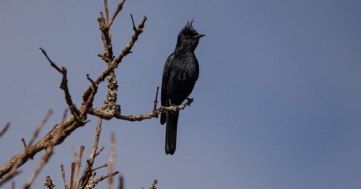 Maria-preta #188107 - Biofaces - Bring Nature Closer