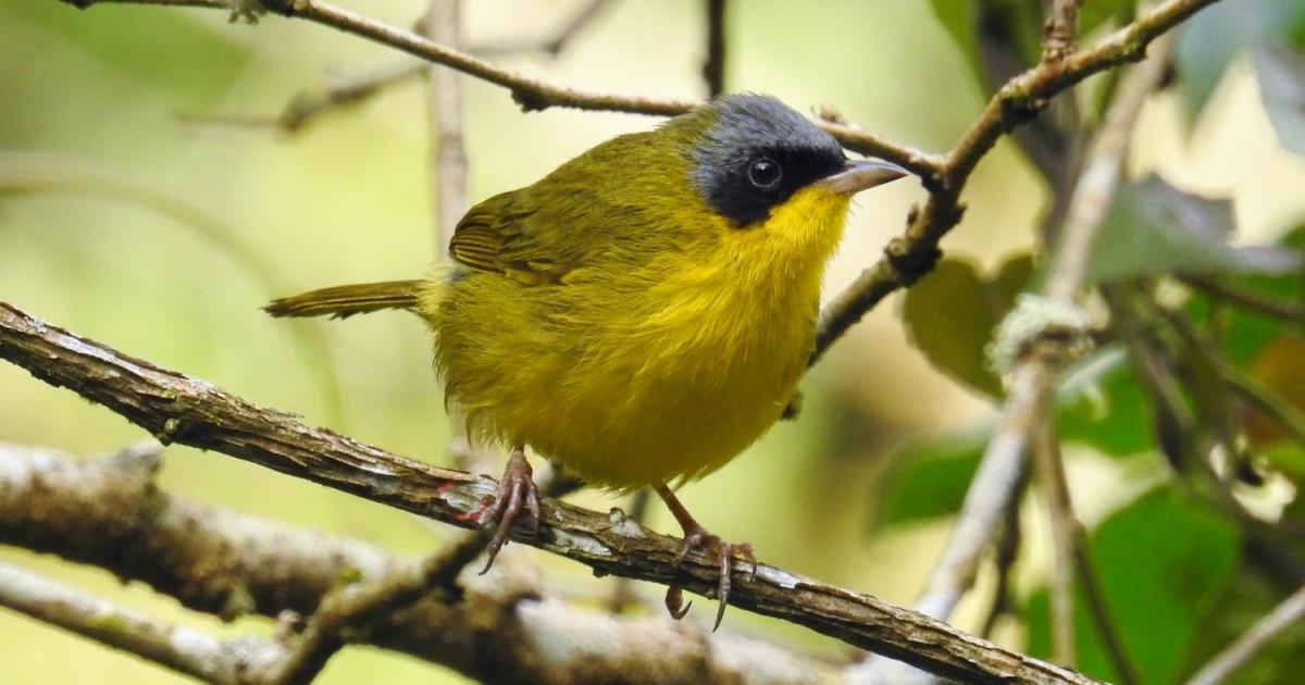 Pia-cobra #188760 - Biofaces - Bring Nature Closer