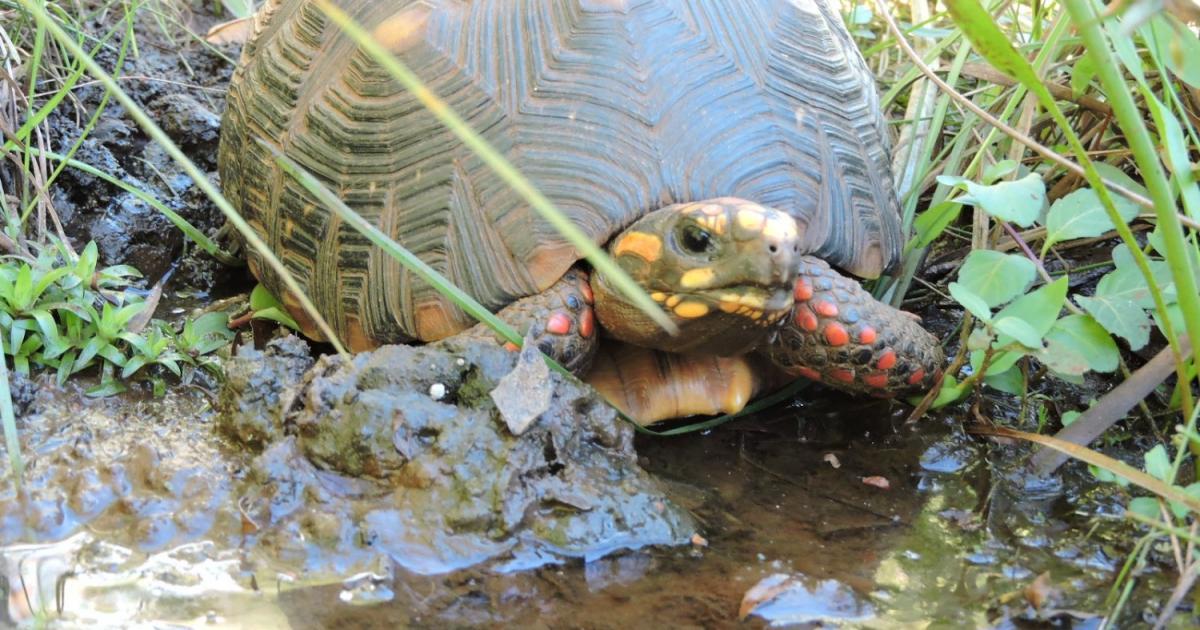 Jabuti #189041 - Biofaces - Bring Nature Closer