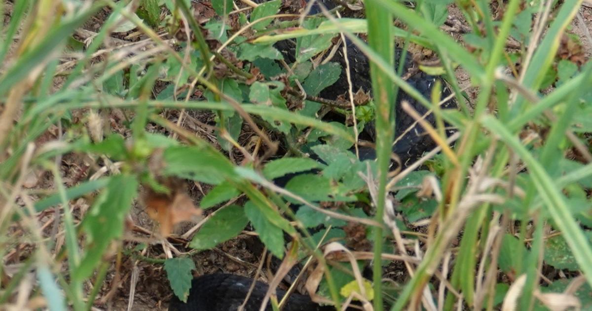 Rio #189126 - Biofaces - Bring Nature Closer