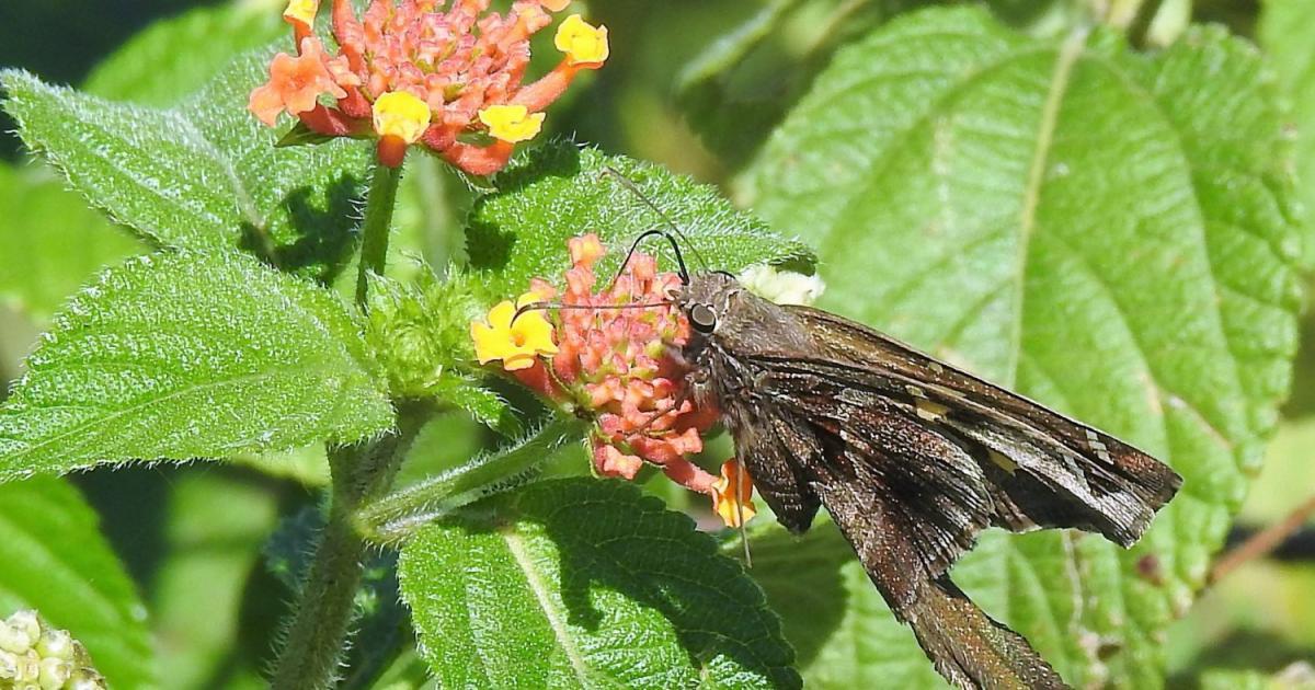 Mariposa-de-cauda-longa #189533 - Biofaces - Bring Nature Closer