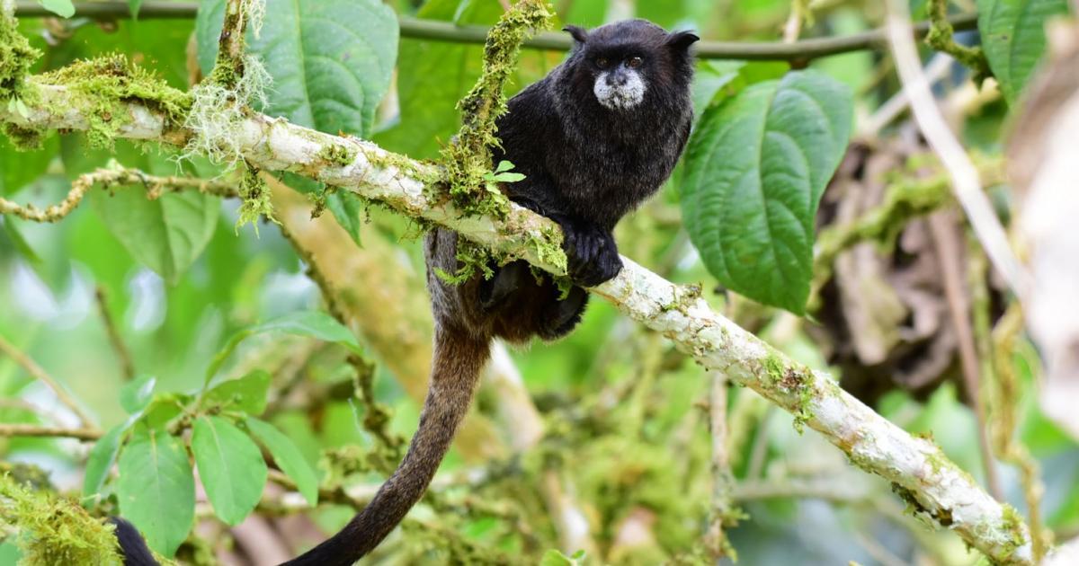 Chichico #189603 - Biofaces - Bring Nature Closer