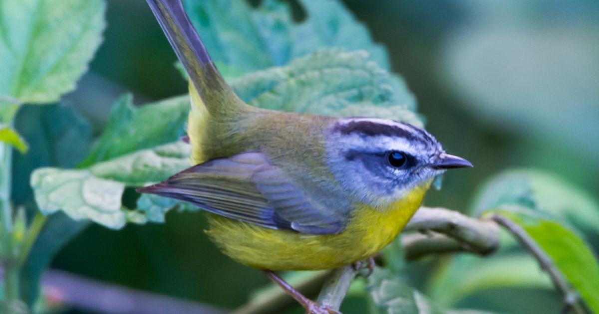 Pula #189697 - Biofaces - Bring Nature Closer