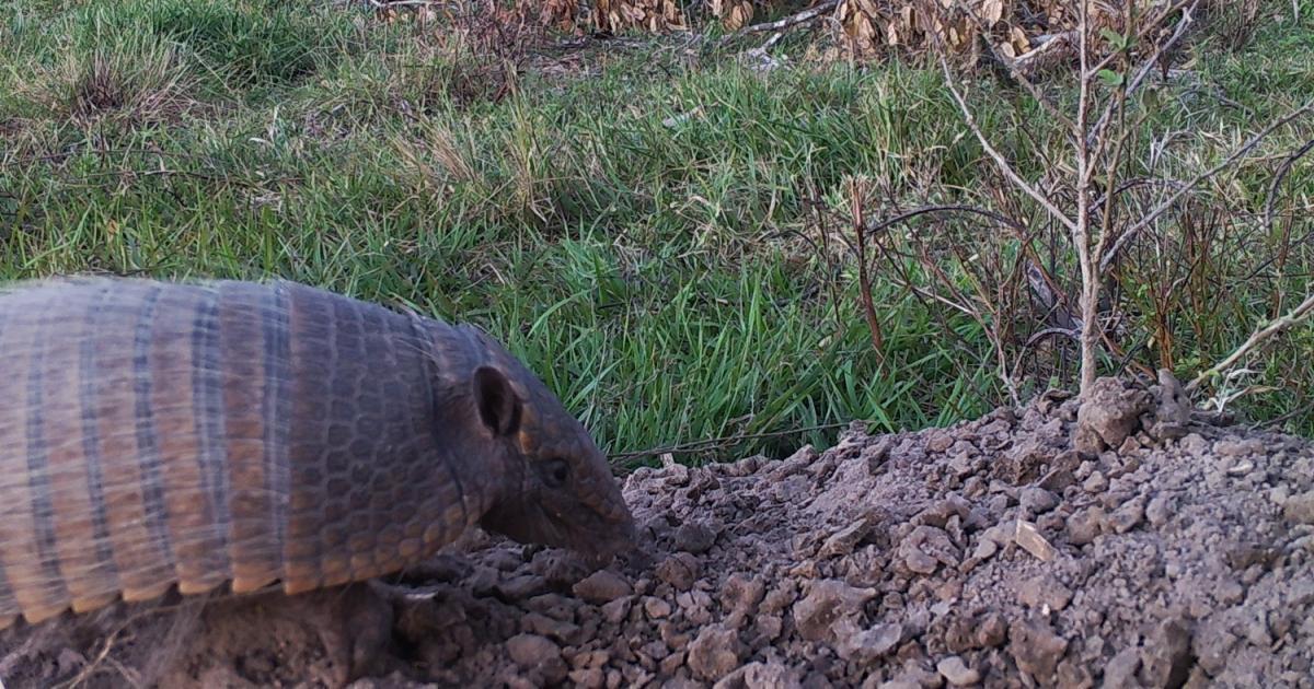 Tatu-peba #190061 - Biofaces - Bring Nature Closer