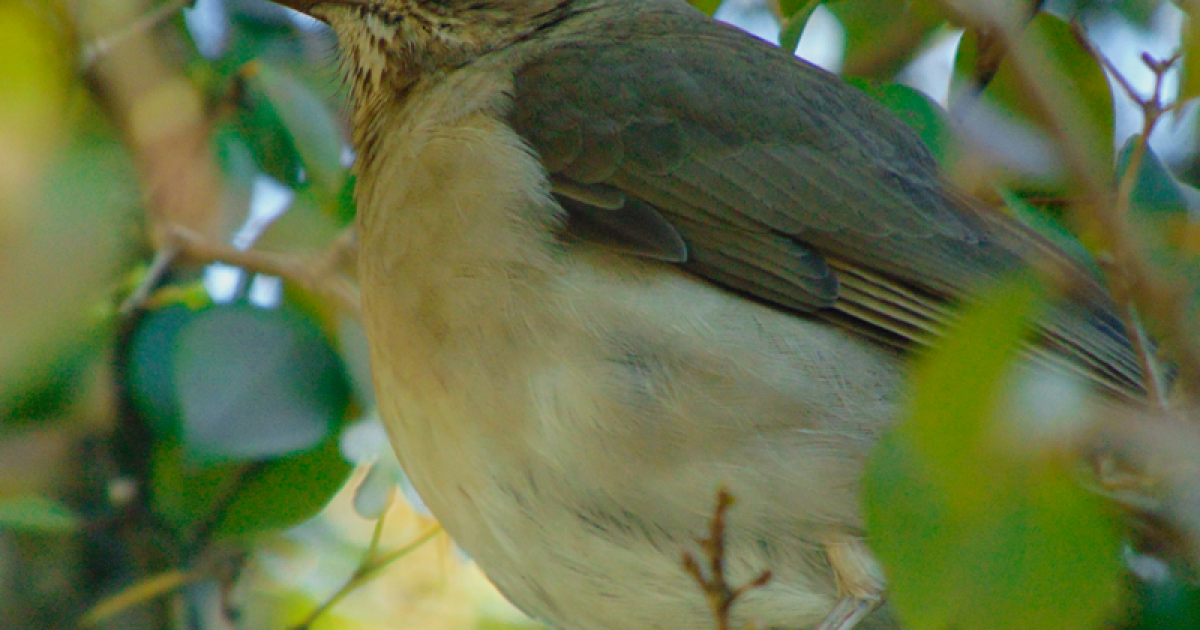 Sabiá-poca #190261 - Biofaces - Bring Nature Closer