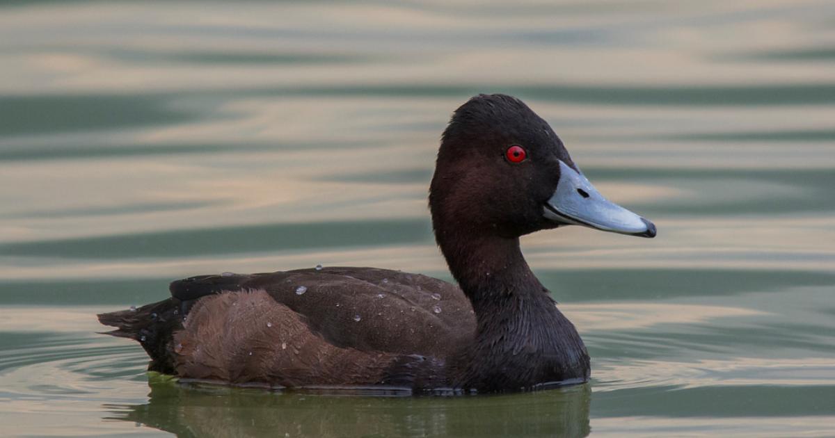 Paturi-preta #190460 - Biofaces - Bring Nature Closer