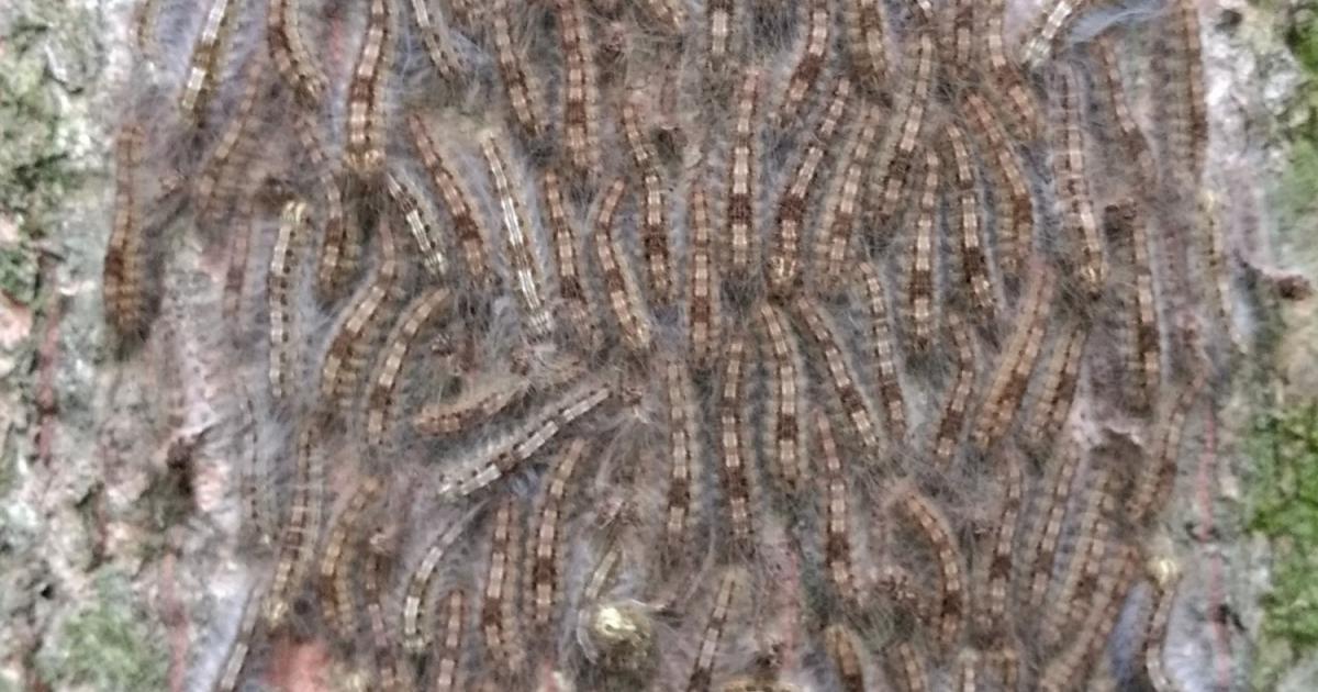 Lonomia #190609 - Biofaces - Bring Nature Closer