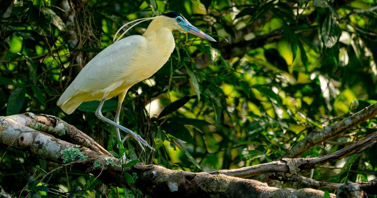 Garça-real #190738 - Biofaces - Bring Nature Closer