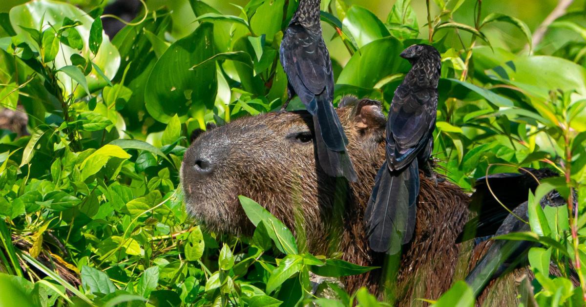 Anu-preto #190739 - Biofaces - Bring Nature Closer