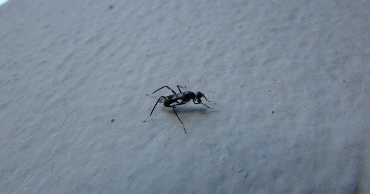 Mosca-de-pernas-longas #190915 - Biofaces - Bring Nature Closer