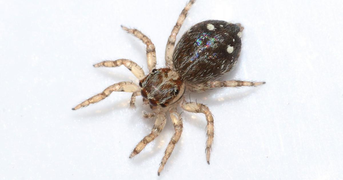 Aranha-saltadora-pantropical #190958 - Biofaces - Bring Nature Closer