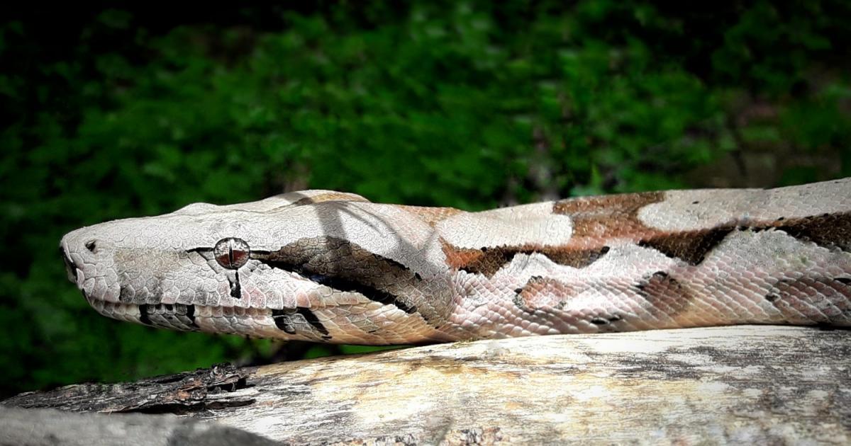 Jiboia-constritora #191111 - Biofaces - Bring Nature Closer