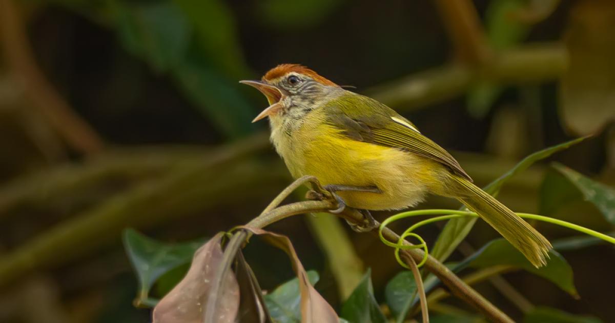 Hylophilus #191431 - Biofaces - Bring Nature Closer