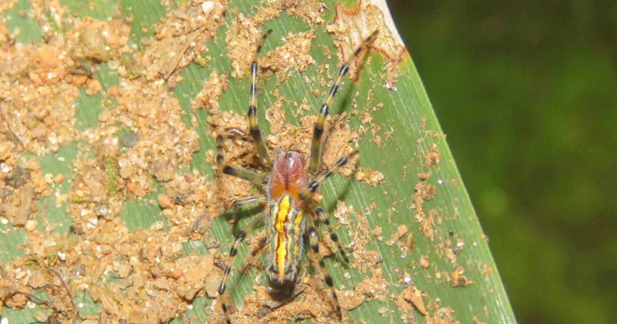 Alpaida #191603 - Biofaces - Bring Nature Closer