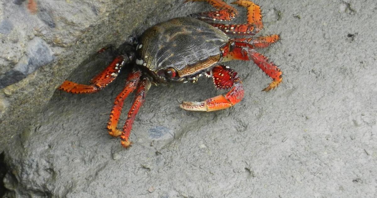 Goniopsis #191633 - Biofaces - Bring Nature Closer