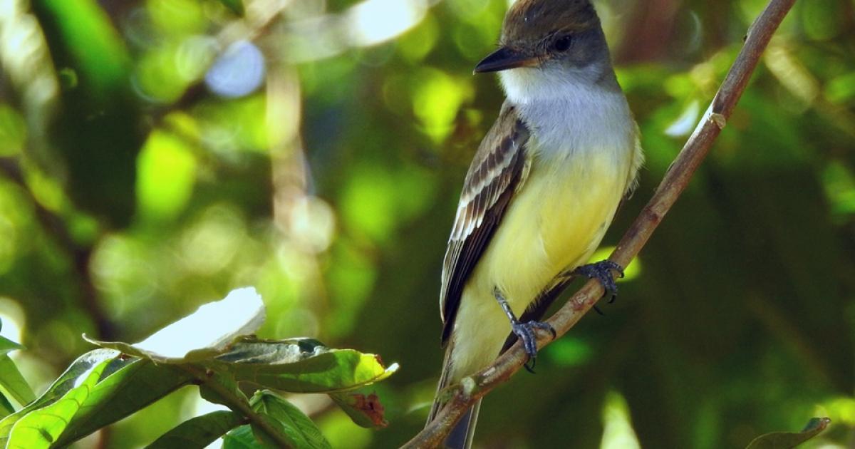 Myiarchus #191696 - Biofaces - Bring Nature Closer