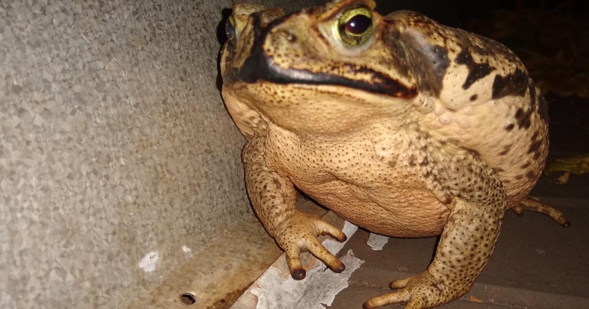 Sapo-cururu #192041 - Biofaces - Bring Nature Closer