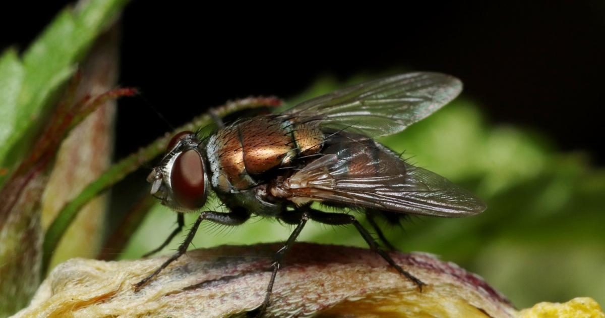 Mosca-varejeira-verde #192661 - Biofaces - Bring Nature Closer