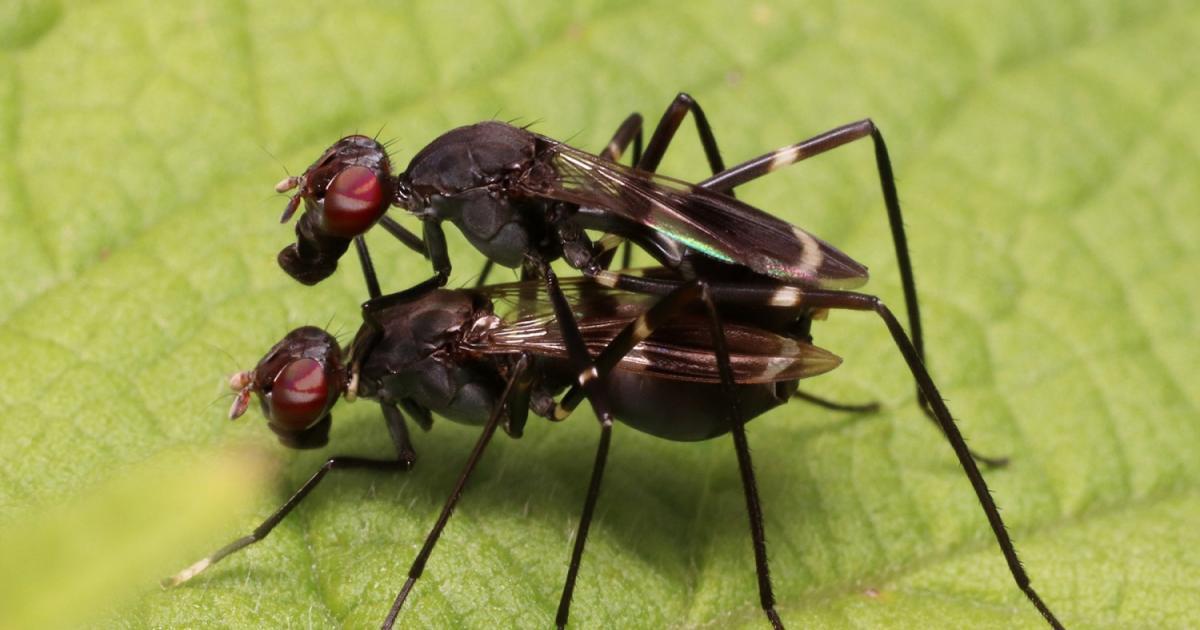 Mosca-de-pernas-longas #192808 - Biofaces - Bring Nature Closer