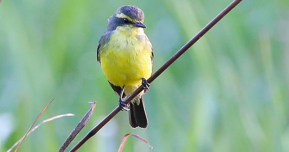 Suiriri-pequeno #192854 - Biofaces - Bring Nature Closer