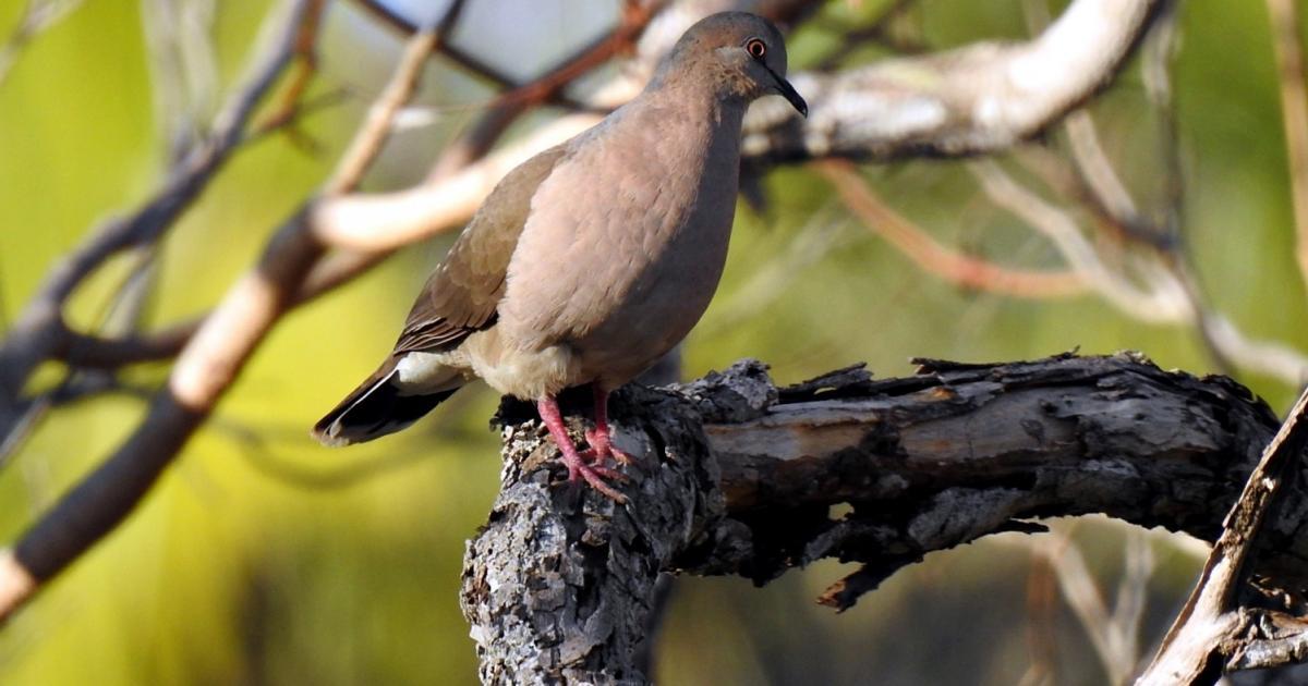 Juriti-pupu #192862 - Biofaces - Bring Nature Closer