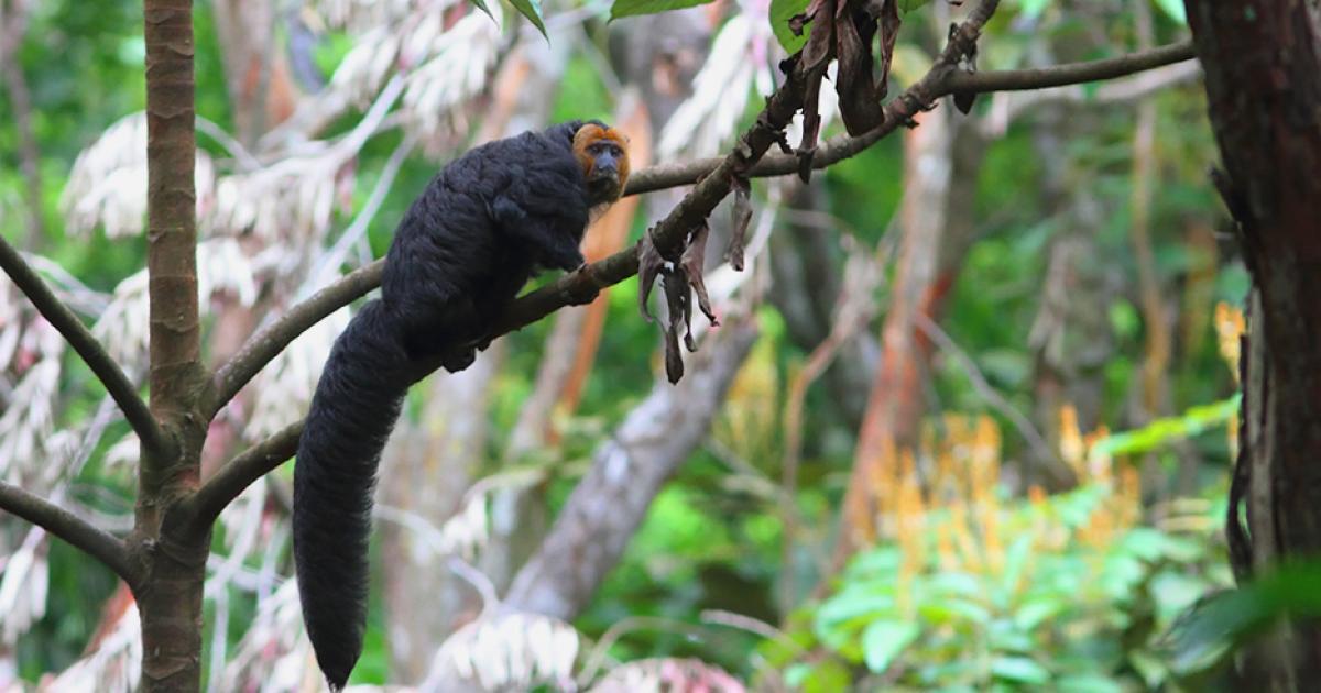 macaco #193131 - Biofaces - Bring Nature Closer