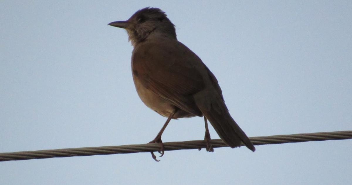 Pássaro #193296 - Biofaces - Bring Nature Closer